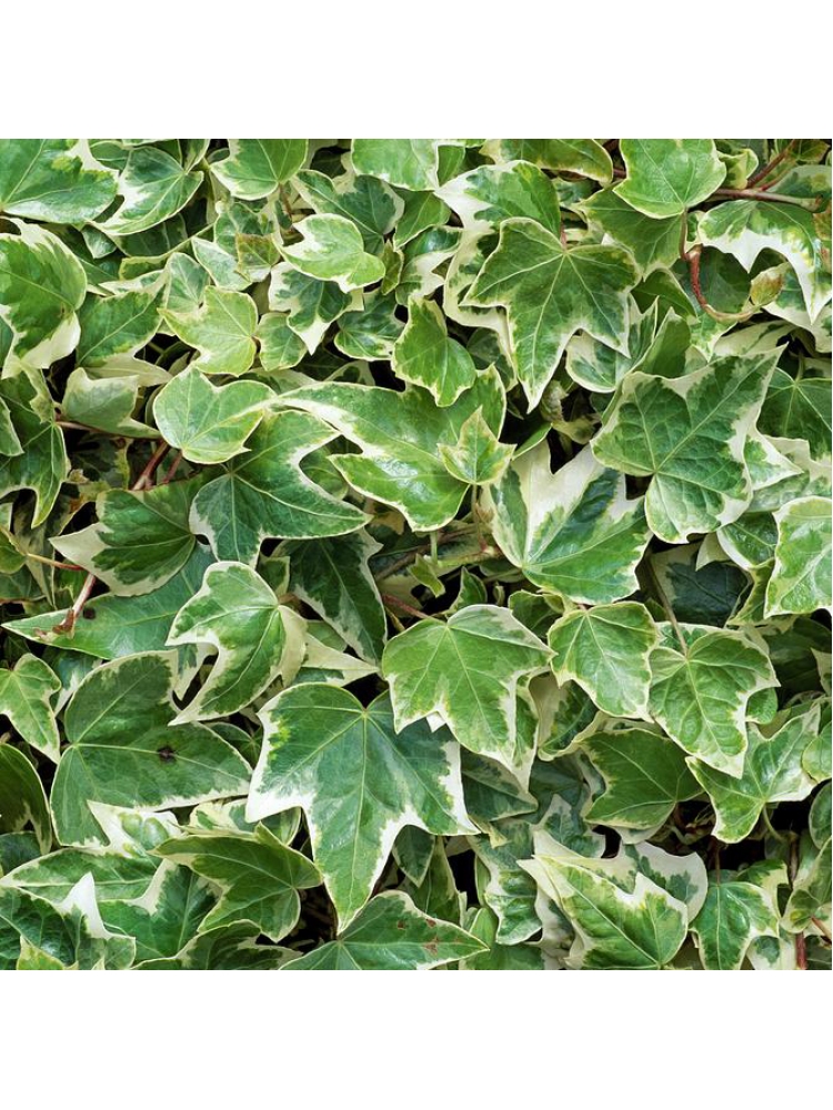 Variegated Ivy (Scientific - Hedera Helix)